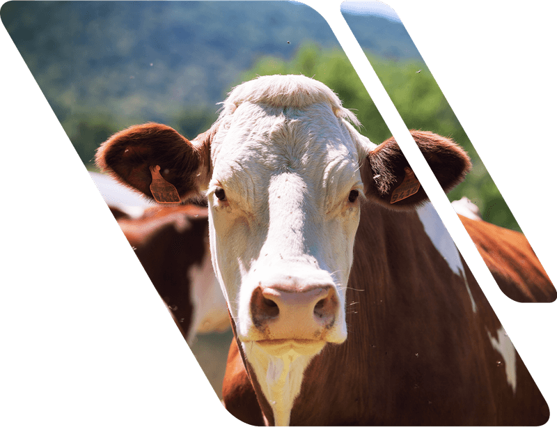 ICL — Nutrição Animal